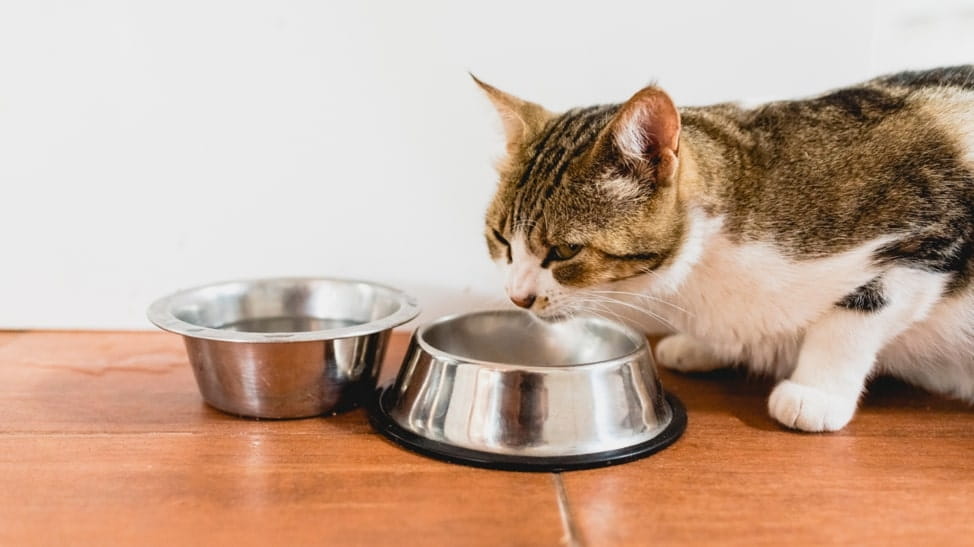 What Can Cats Eat? A Complete Guide! - BackyardBooster.com